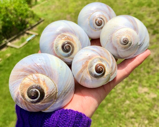 5 VIBRANT BABY BLUE Northern Moon Snail Shells, Five Large Colorful ...