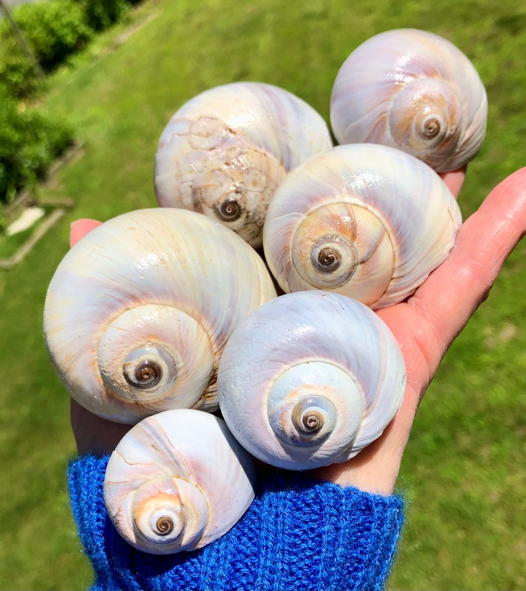 6 PASTEL POWDER BLUE Northern Moon Snail Shells, Six Colorful Mega Moon ...