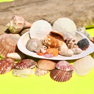 30 PIECE FLORIDA SEASHELL Mix, Variety of Colorful Shells for Gifts ...