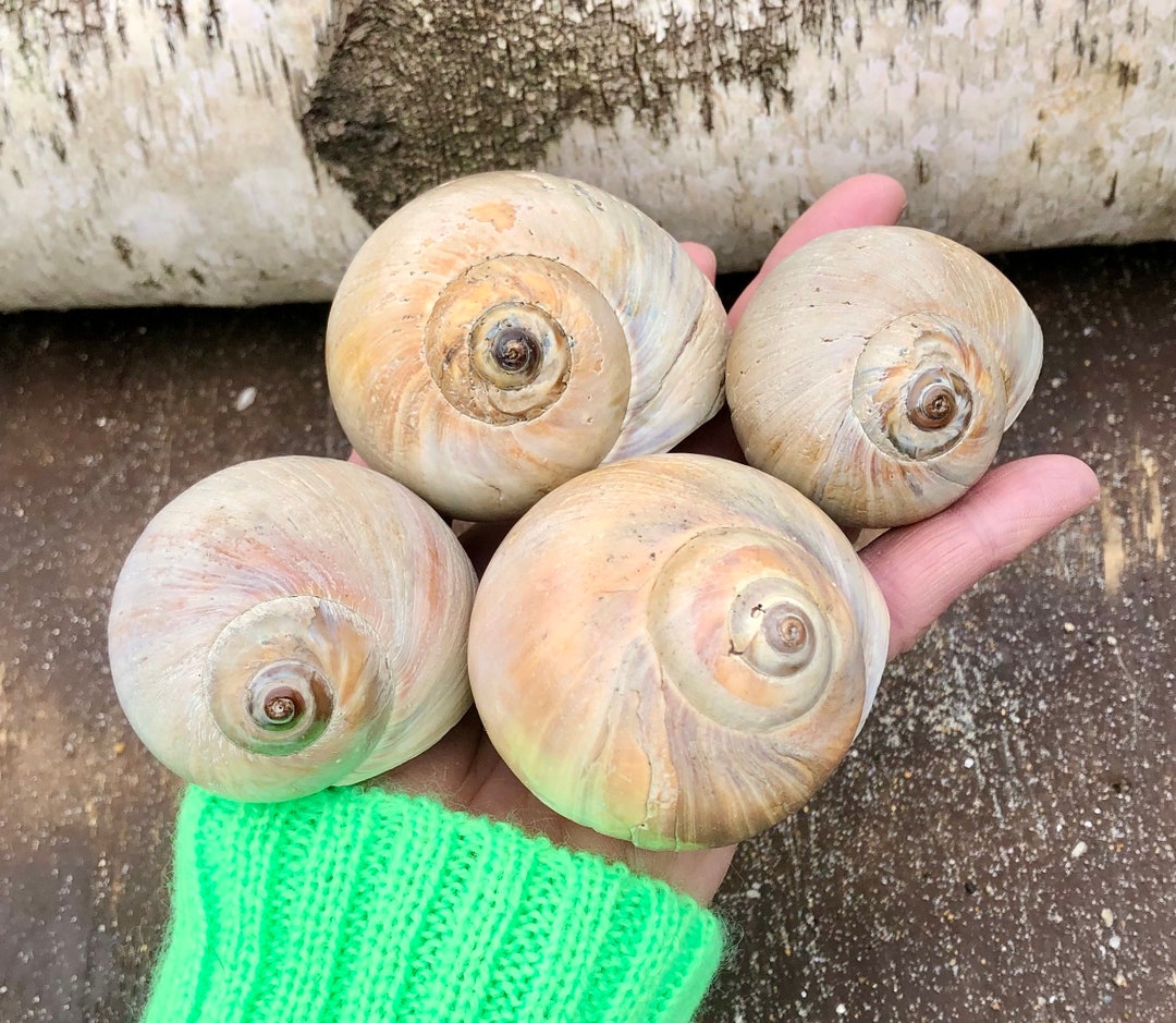 4 TAUPE & SILVER TRIO Large Northern Moon Snail Shells, Four Colorful ...