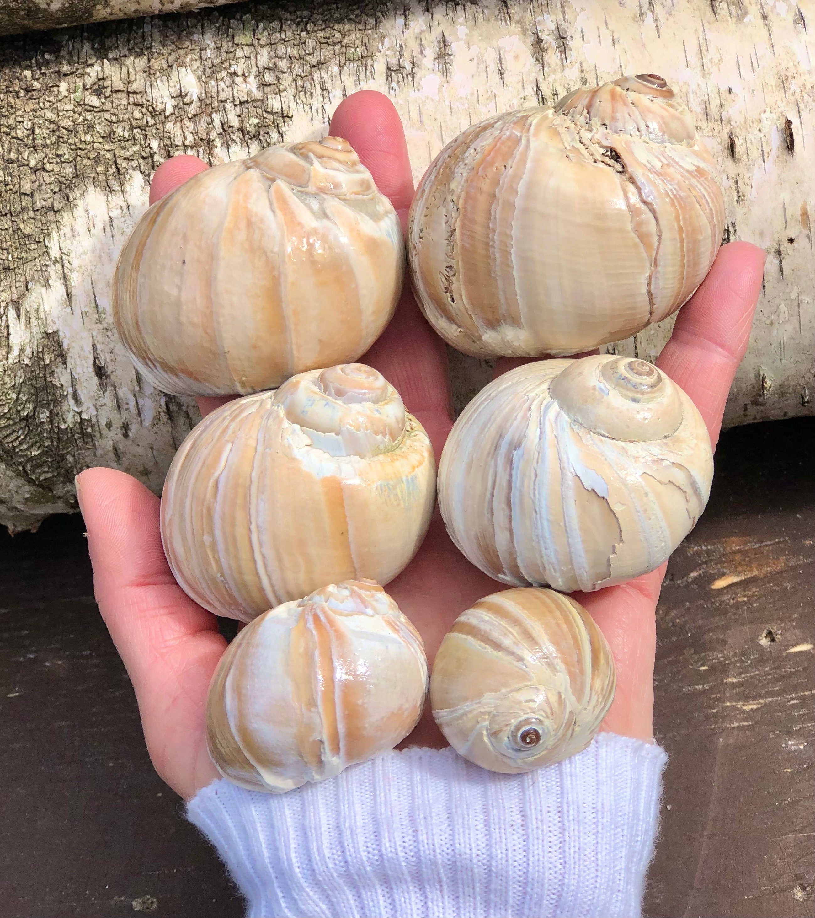 6 COFFEE & CREAM STRIPED Northern Moon Snail Shells, Colorful Large ...