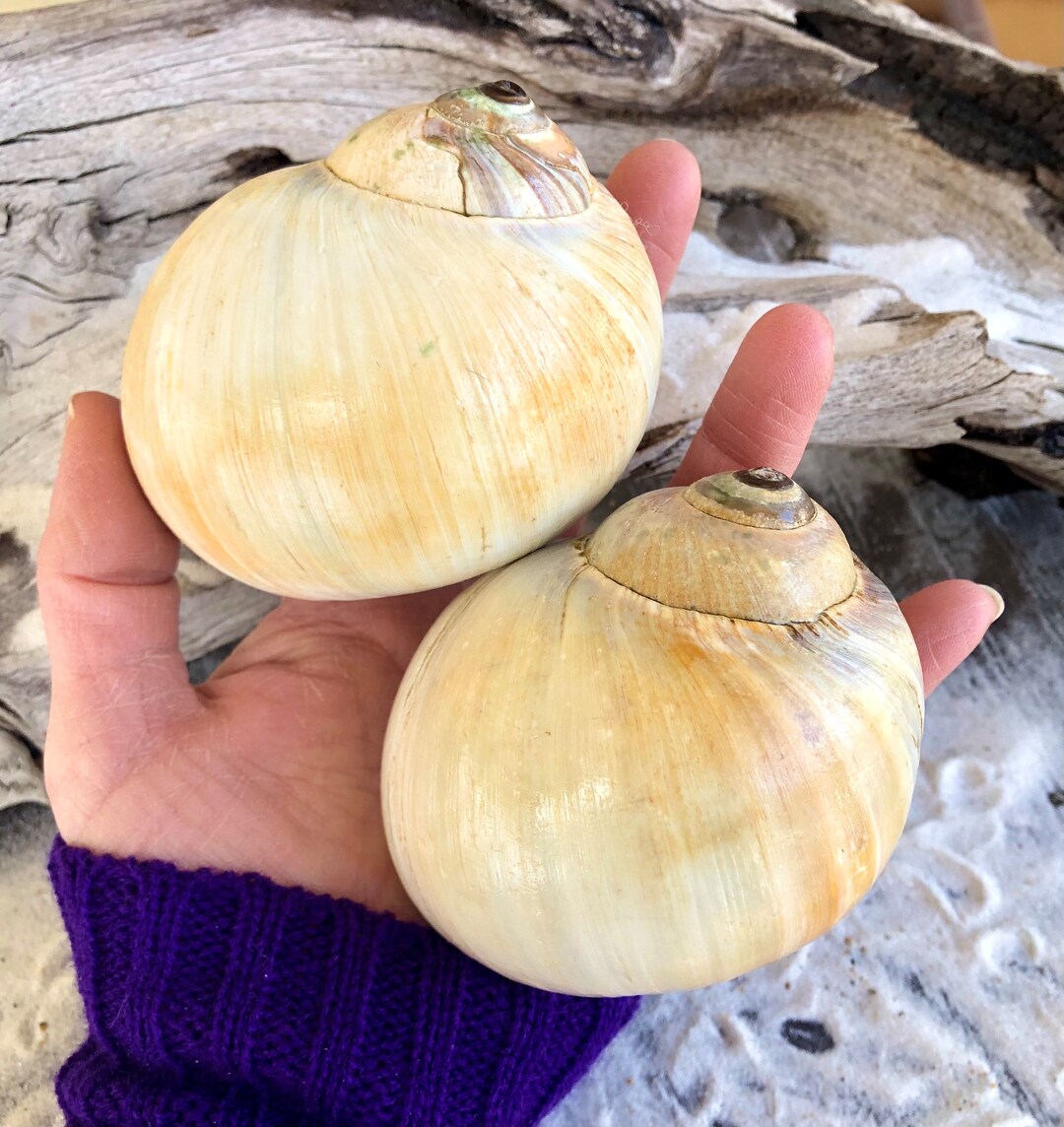 2 ROSE GOLD Jumbo/xl Northern Moon Snail Shells, 1 Jumbo 1 Extra Large ...