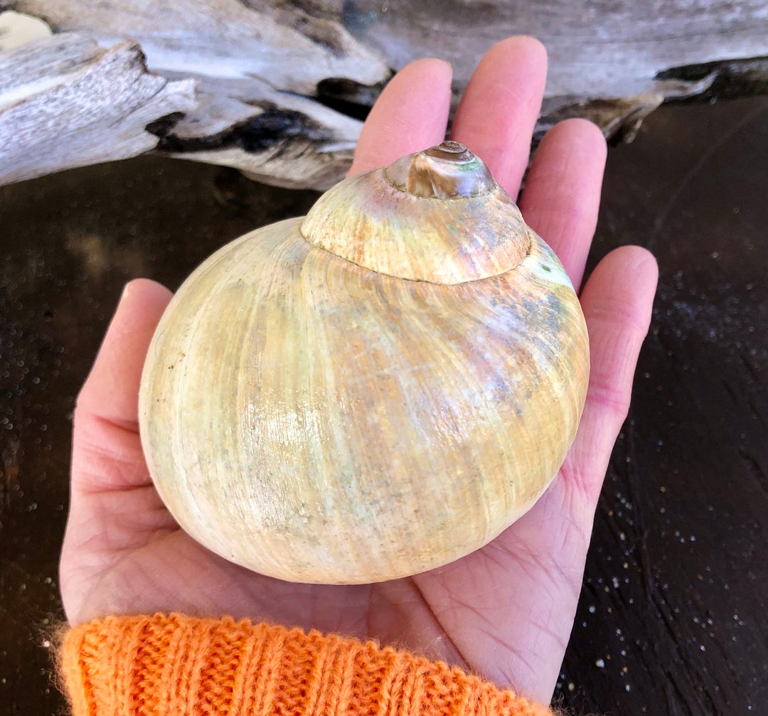 FAWN & SPECKLED GREEN Jumbo-sized Northern Moon Snail Shell, Jumbo ...