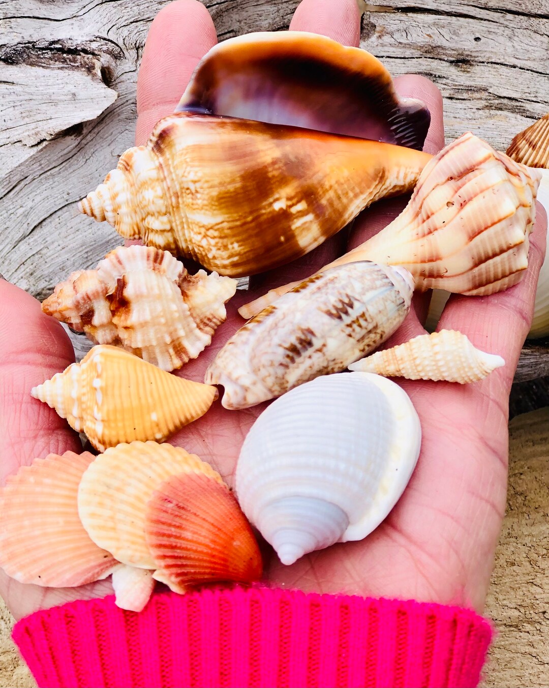 30 COLORFUL FLORIDA SEASHELL Mix, Southwest Fl Beach Shell Variety, 30 ...
