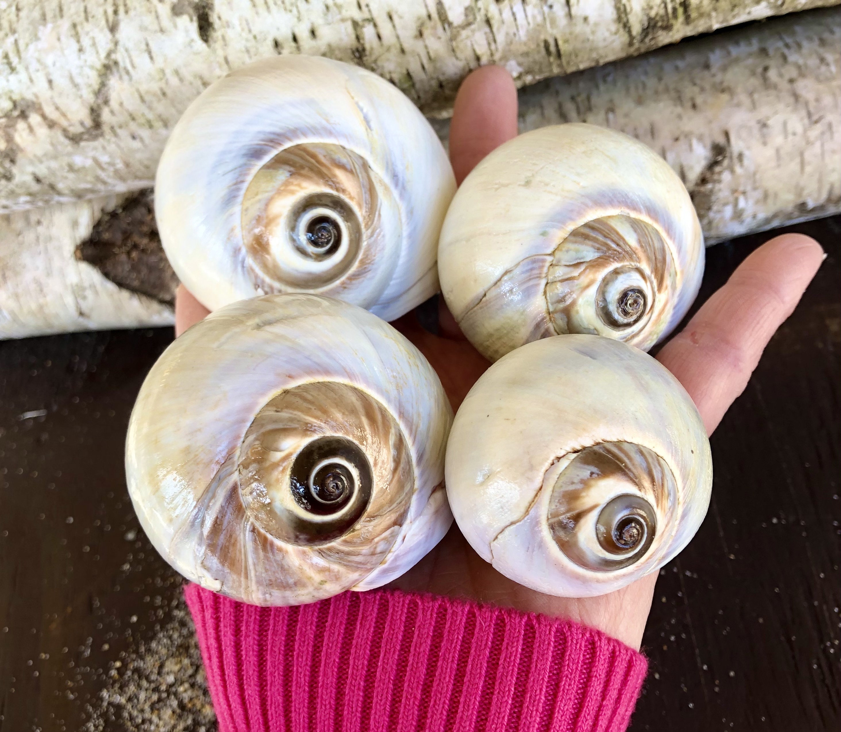 4 VANILLA & COTTON CANDY Northern Moon Snail Shells, Four Colorful Mega ...