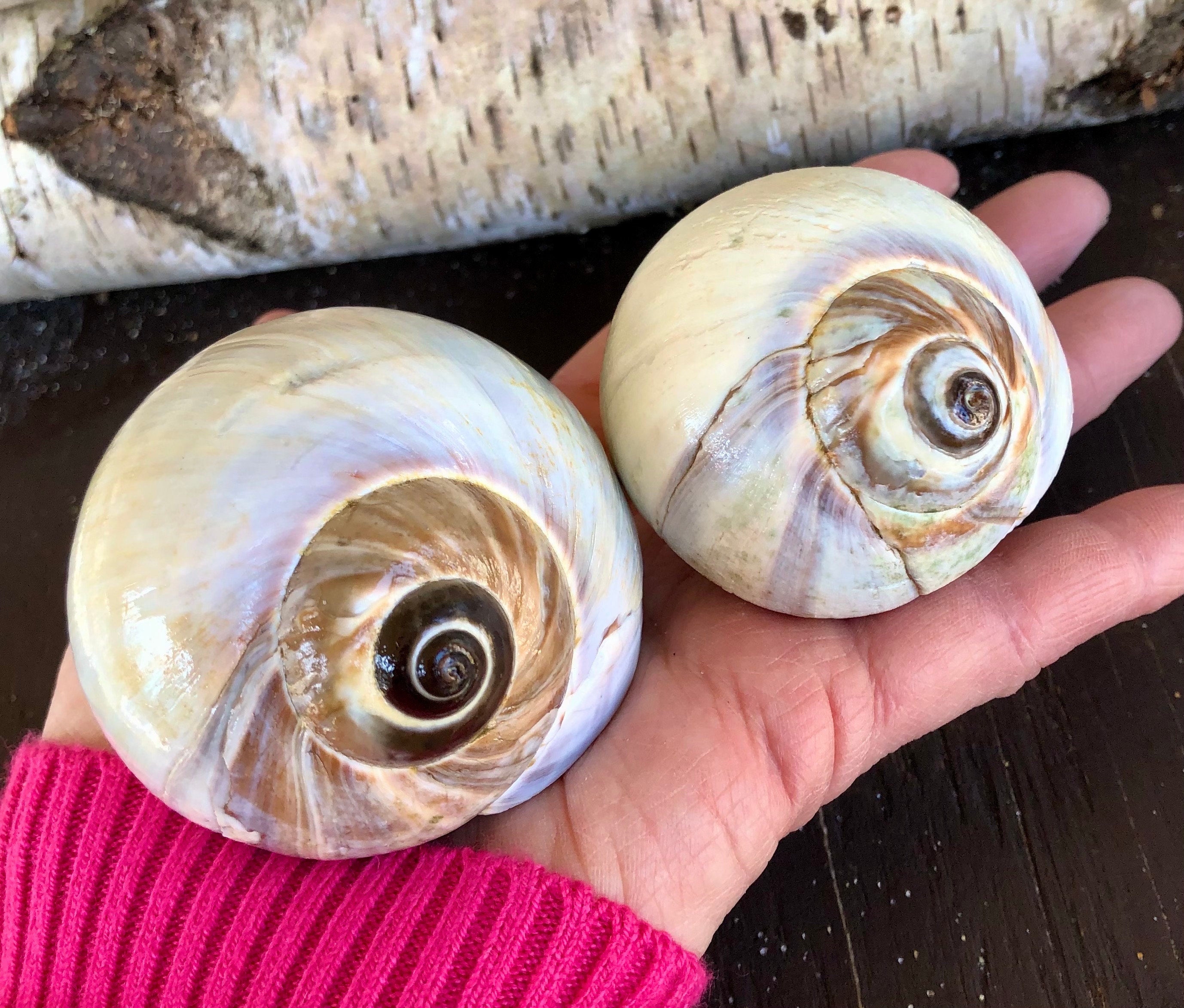4 VANILLA & COTTON CANDY Northern Moon Snail Shells, Four Colorful Mega ...