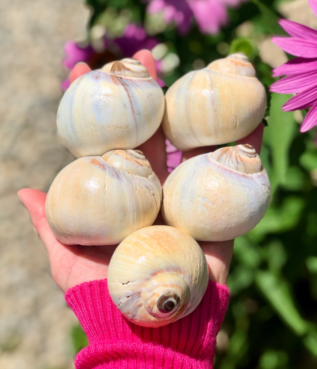 5 PLUM & LIGHT TOFFEE Northern Moon Snail Shells, Five Colorful Medium ...