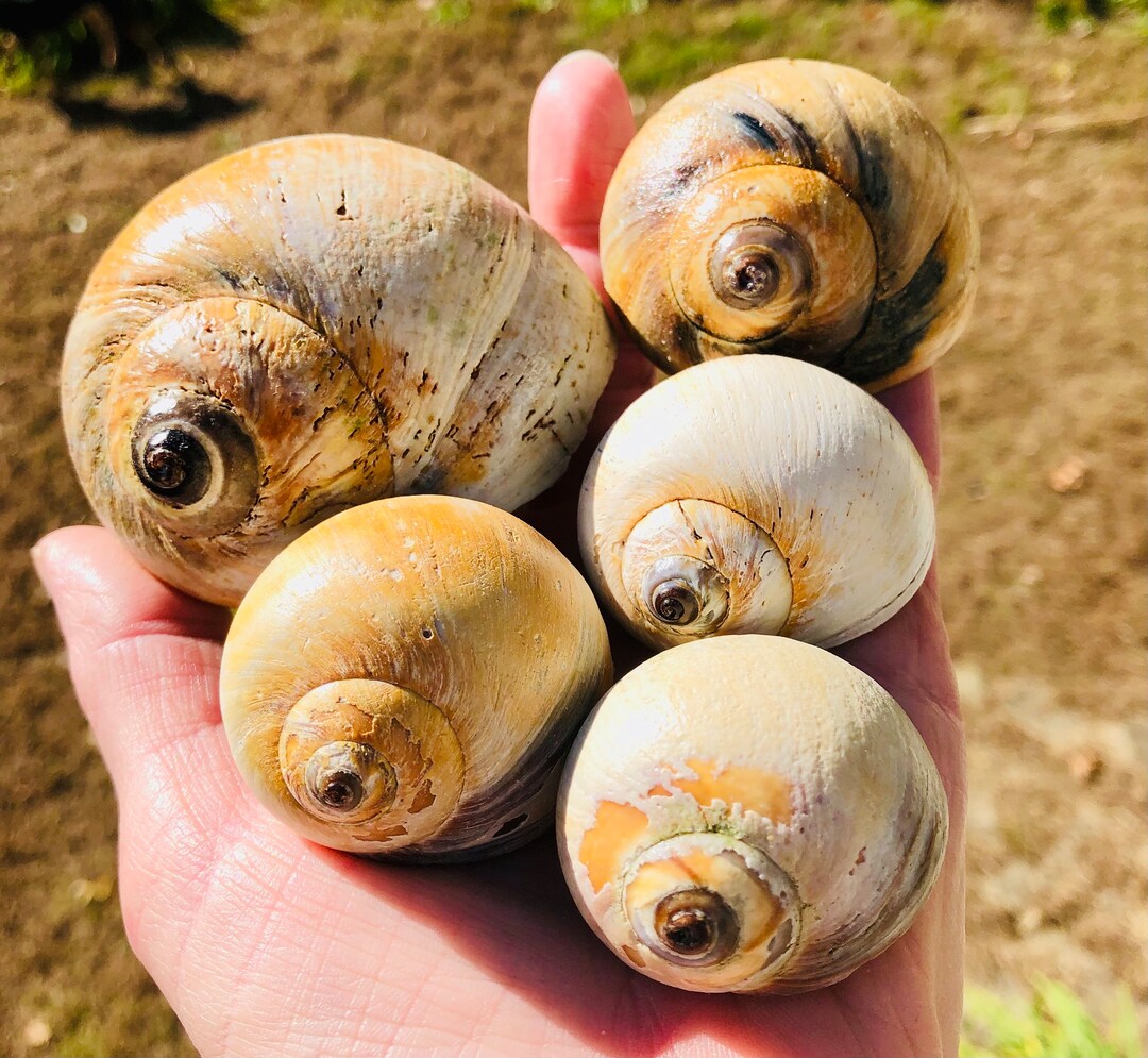 Five ORANGE Northern Moon Snail Shells Large Moon Shell - Etsy