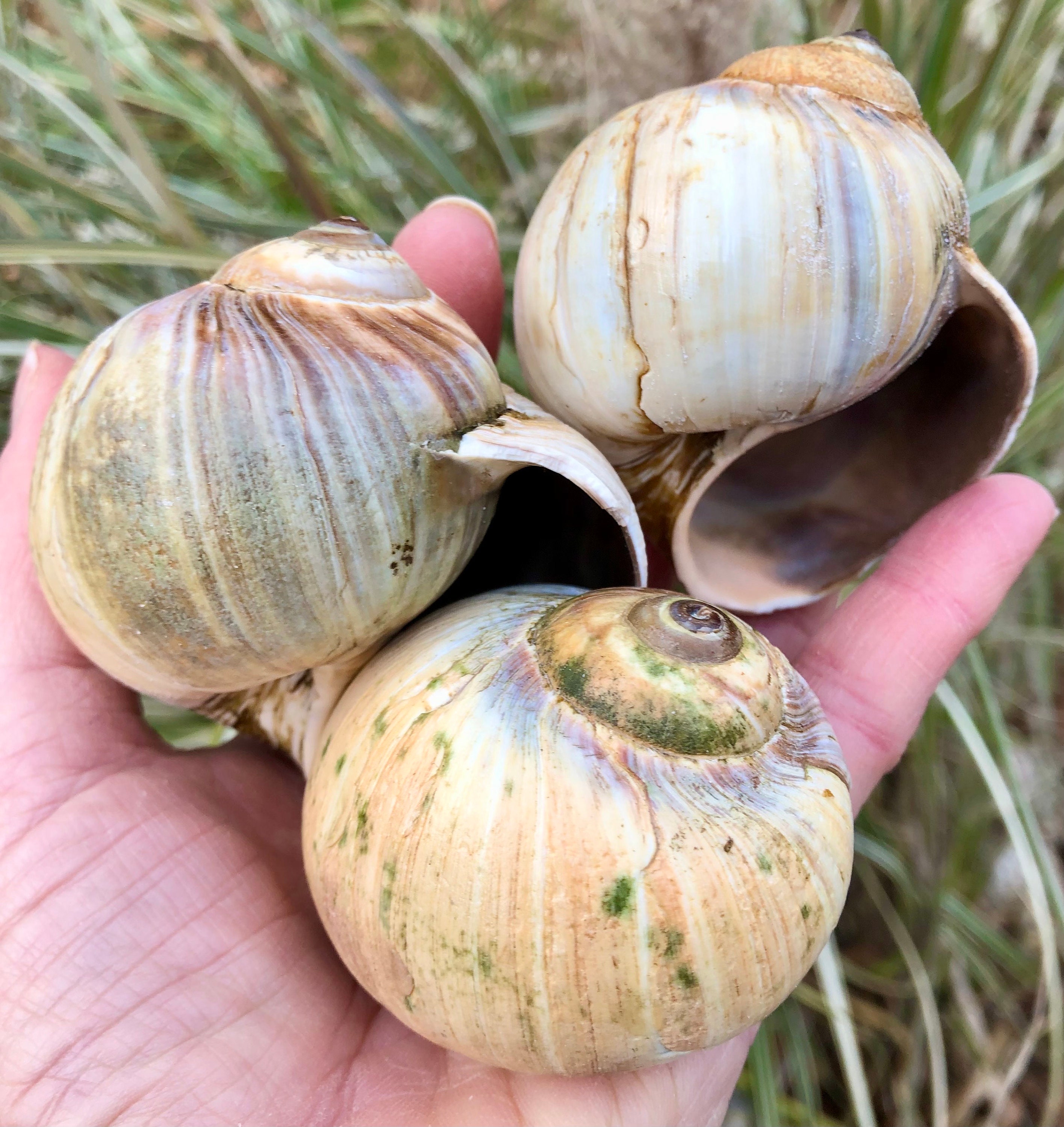 6 MULTI-STRIPED Large Northern Moon Snail Shells, Colorful Mega Moon ...