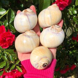 5 PLUM & LIGHT TOFFEE Northern Moon Snail Shells, Five Colorful Medium ...