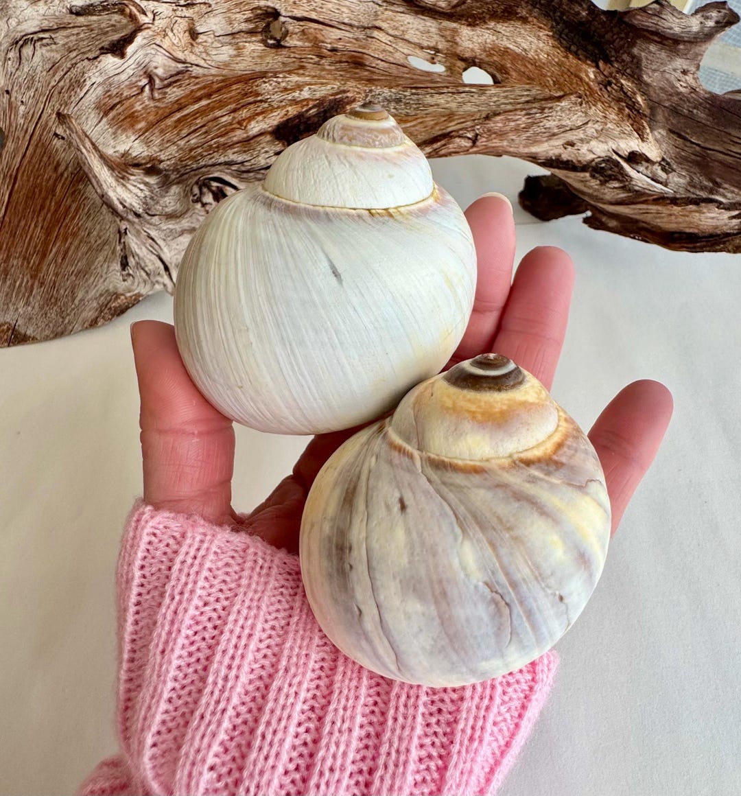 Extra Large Moon Snail Shells, 1 7/8”-2.0” Opening, Colorful Natural ...