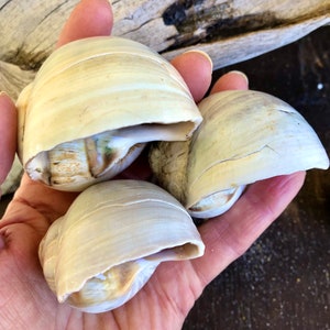 6 PASTEL POWDER BLUE Northern Moon Snail Shells, Six Colorful Mega Moon ...