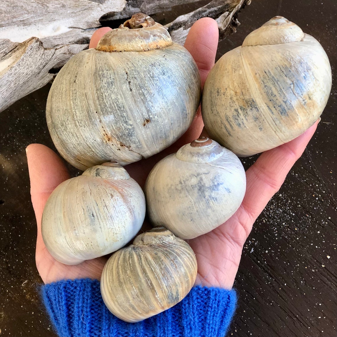 5 BLUE BREATHTAKING Northern Moon Snail Shells, Five Colorful Mega Moon ...