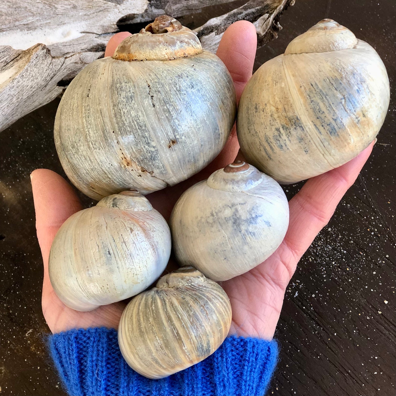 5 BLUE BREATHTAKING Northern Moon Snail Shells, Five Colorful Mega Moon ...