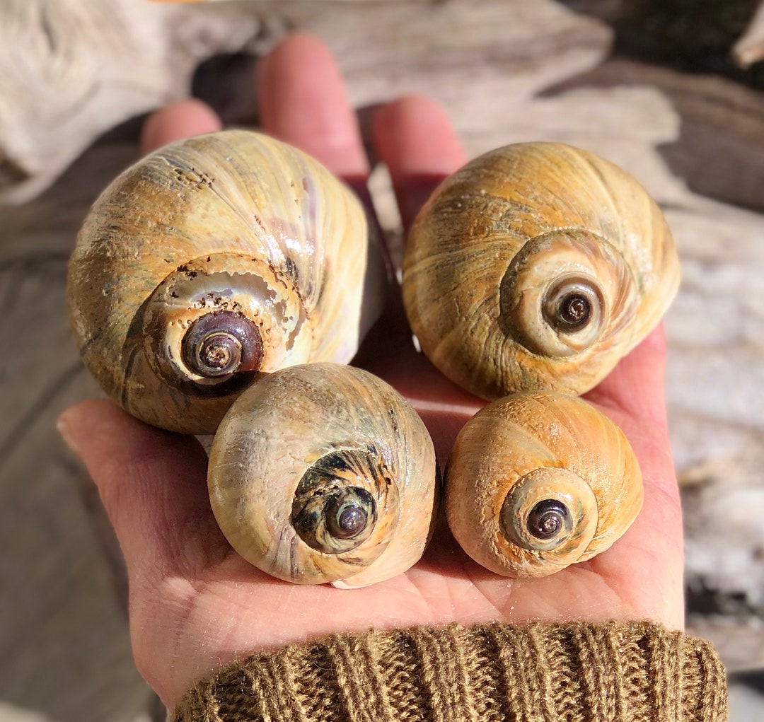 BRONZE MINI-GROUP Northern Moon Snail Shells, Four Colorful Mega Moon ...