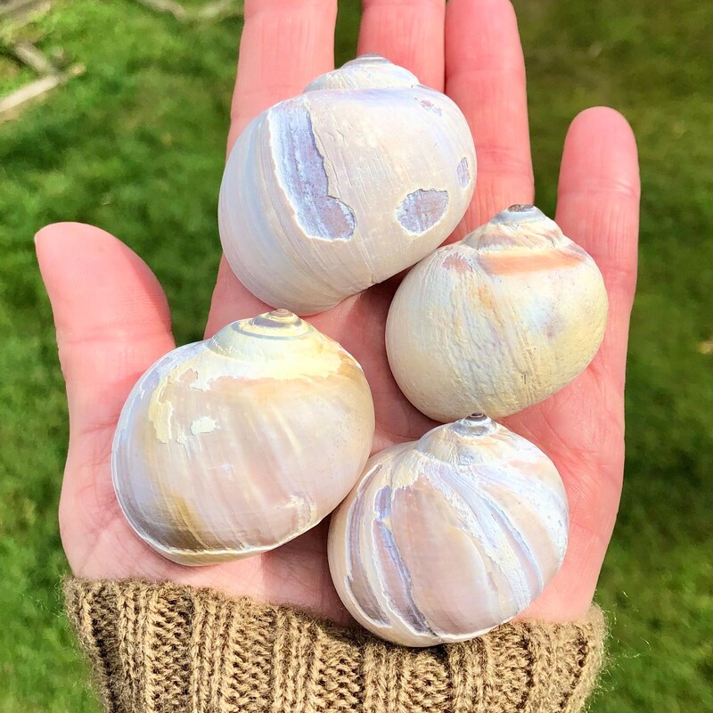 Apple Snail Shell - Etsy