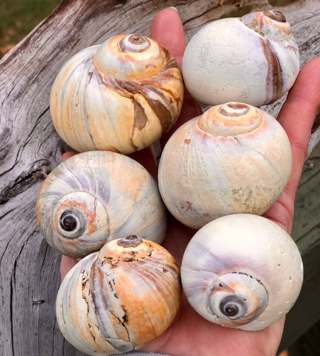 SIX MULTI-STRIPED Large Northern Moon Snail Shells, Colorful Northern ...
