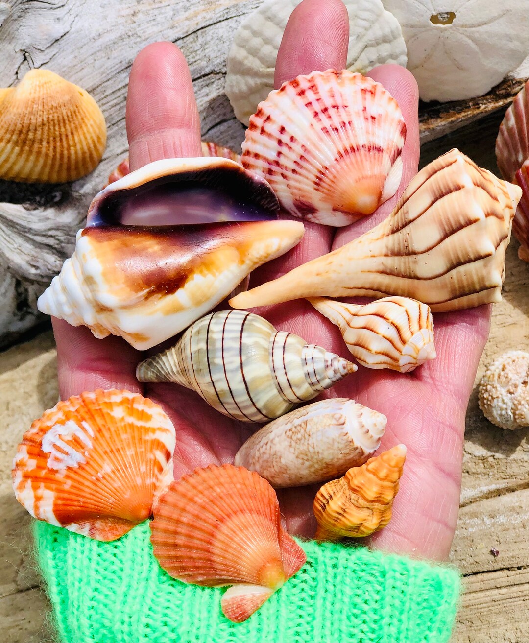 30 PIECE FLORIDA SEASHELL Mix, Southwest Fl Beach Shell Variety, Gift ...