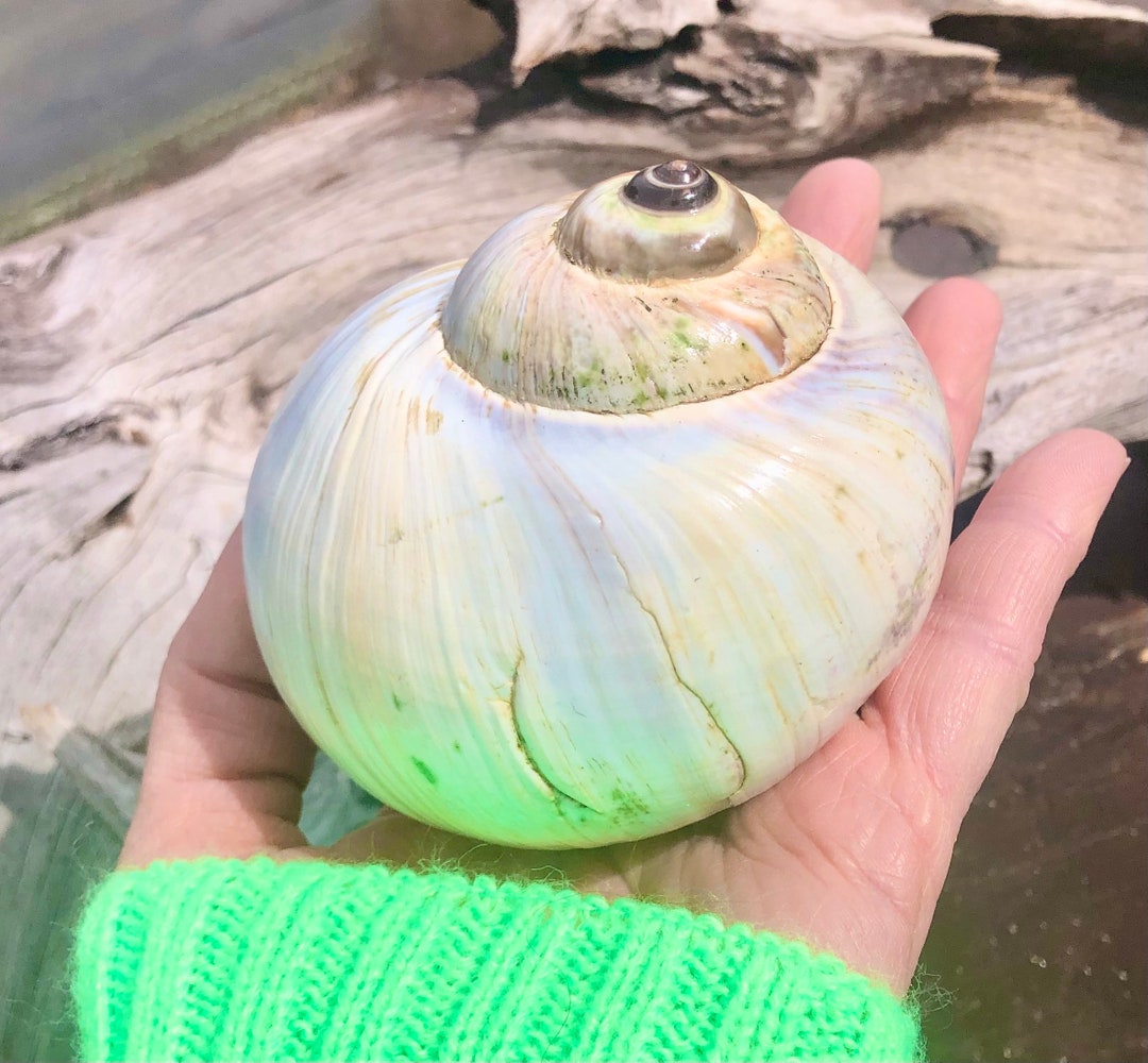 AMETHYST & IVORY WHITE Northern Moon Snail Shell, Jumbo-sized Colorful ...