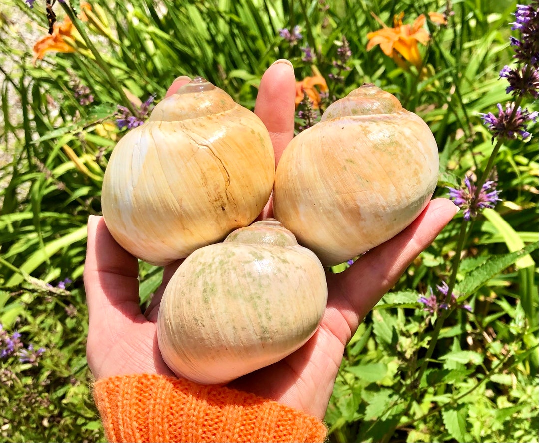 3 SPOTTED DARK PEACH Large Northern Moon Snail Shells, Colorful ...