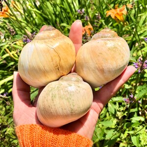3 SPOTTED DARK PEACH Large Northern Moon Snail Shells, Colorful ...