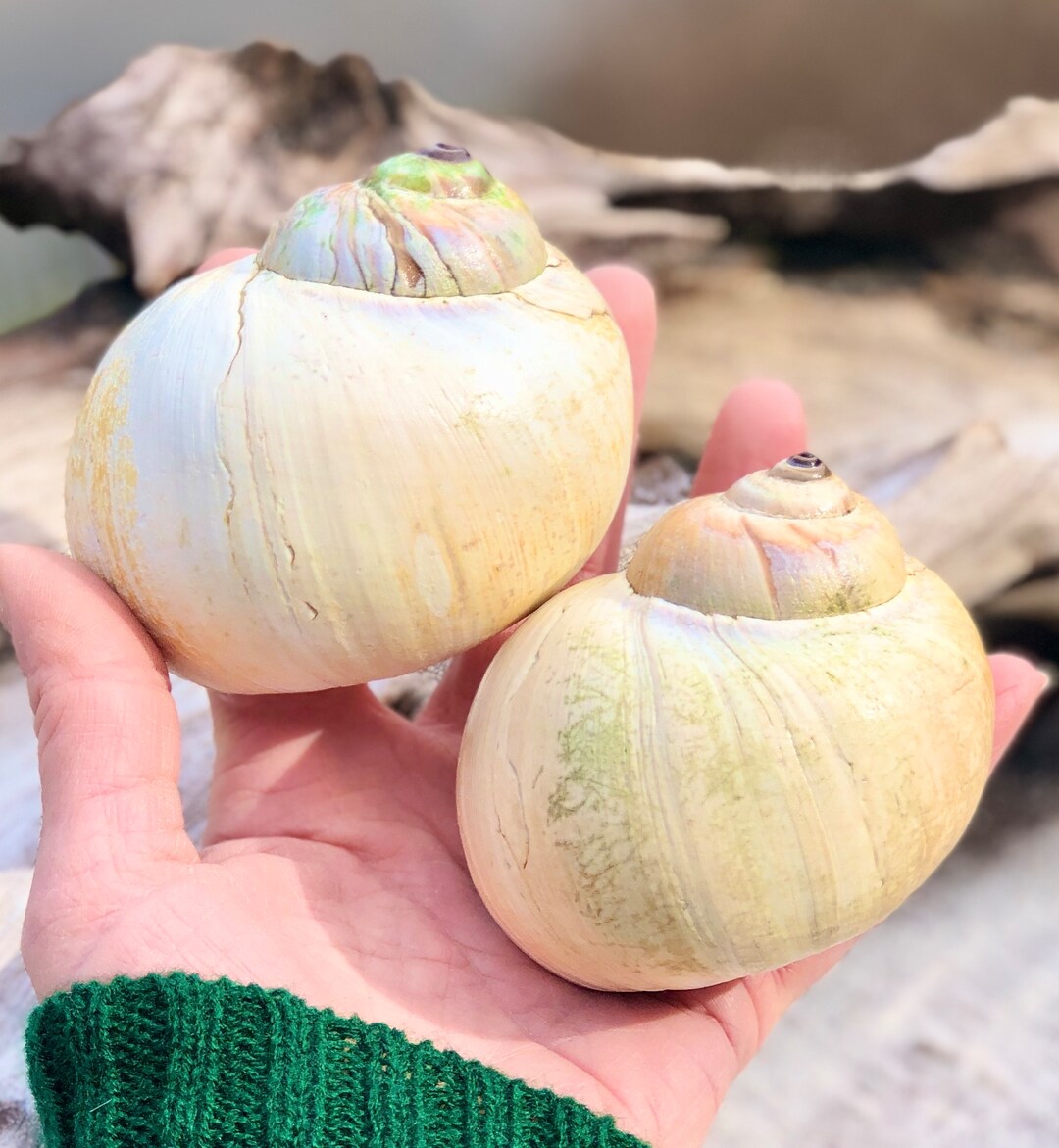 2 HIGH & POINTY PERFECT Whorl Northern Moon Snail Shells, 1 Jumbo 1 ...