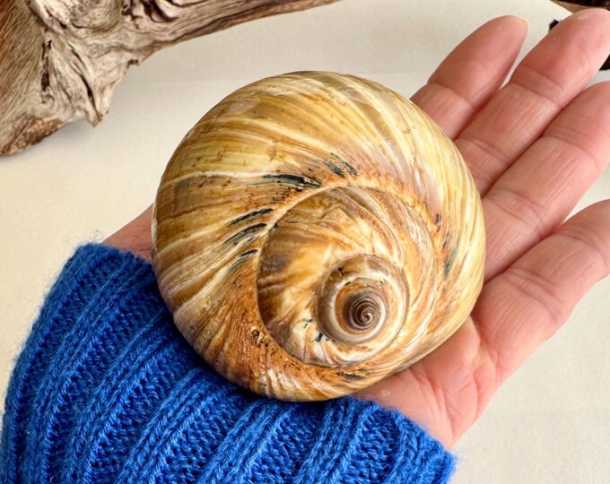 Extra Large Moon Snail Shell, 2 1/8” Opening, Colorful Natural Shell ...
