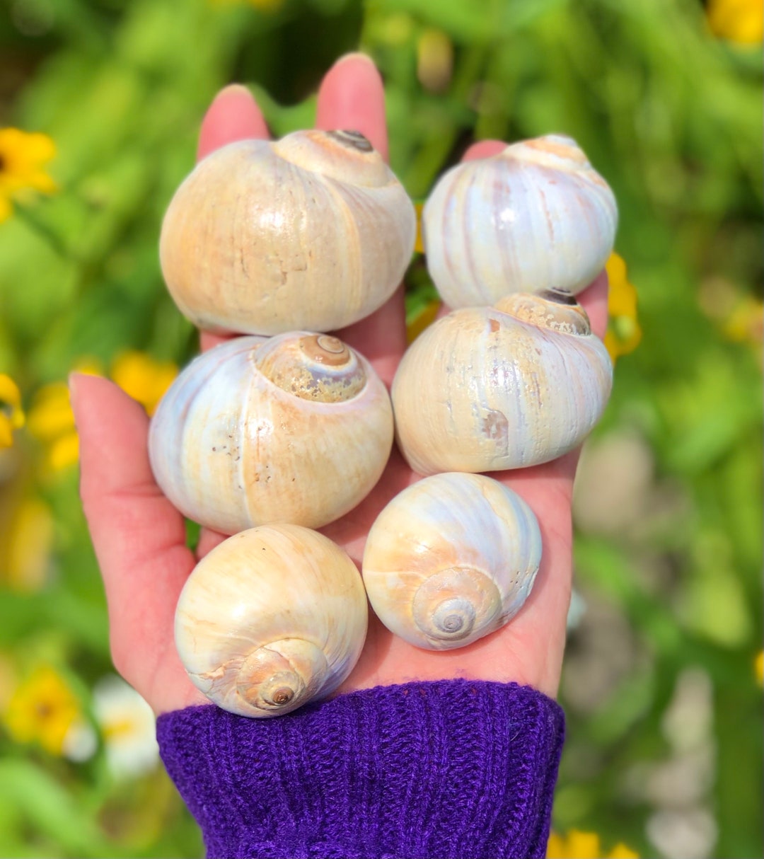 6 LEMON YELLOW & PURPLE Northern Moon Snail Shells, Six Colorful Mini ...
