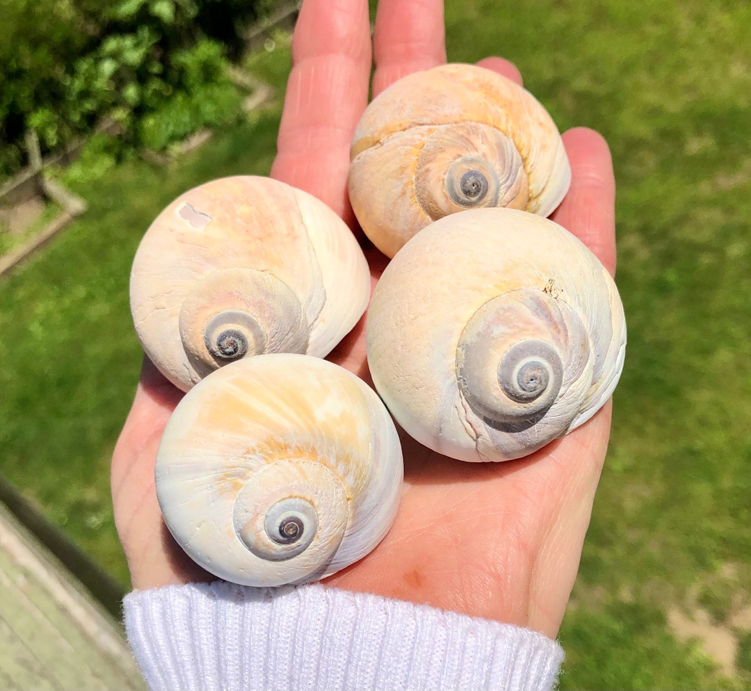 1 1/4 INCH APERTURE Set of 4 Hermit Crab Shells, Unpainted Handpicked ...