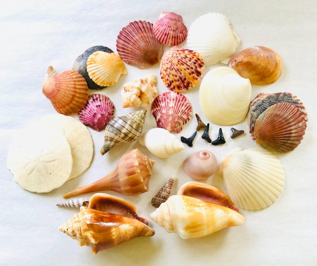 COLORFUL FLORIDA SEASHELL Mix, 30 Piece Variety Shell Pack for Gifts ...