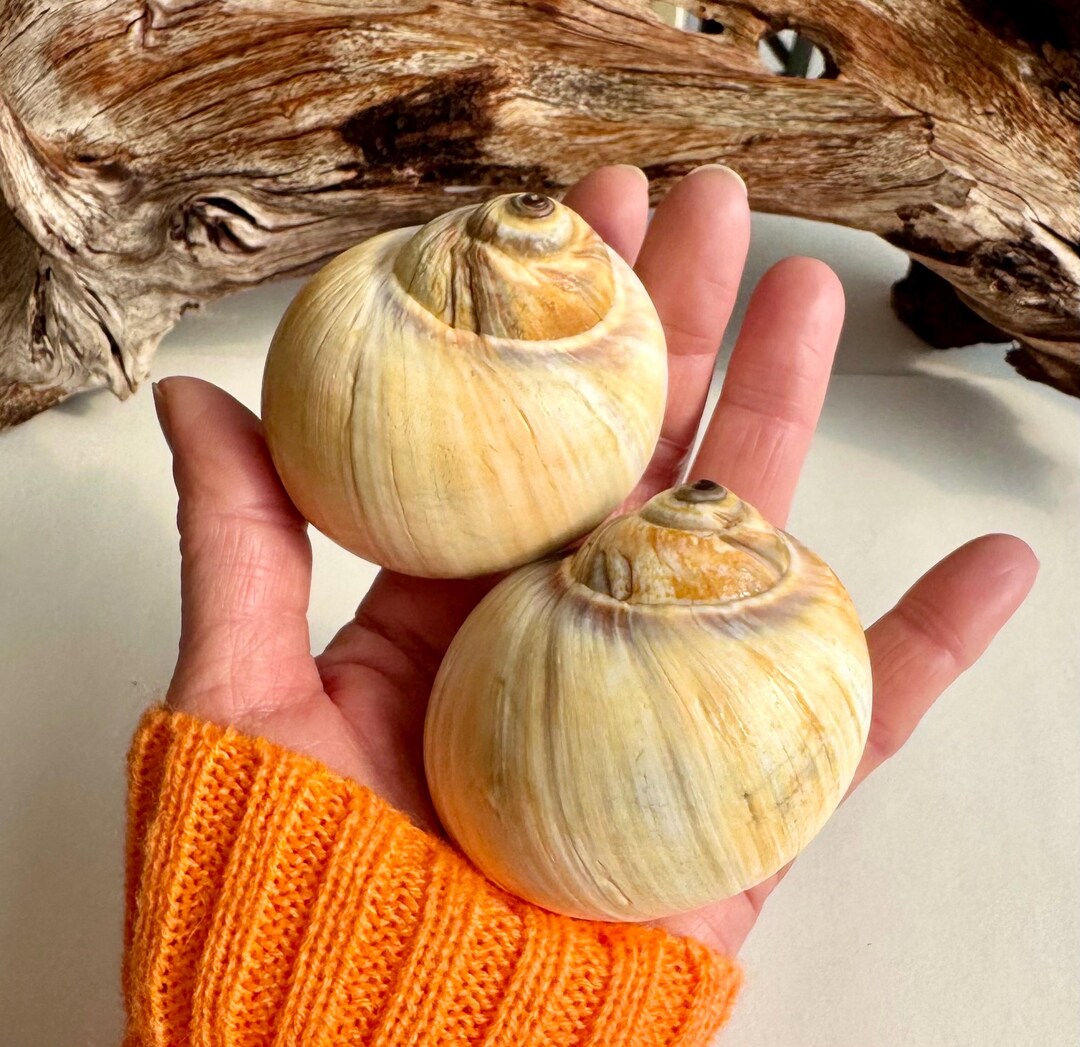 Large Moon Snail Shells, 1 3/4 1 7/8 Opening, Colorful Natural Shells ...