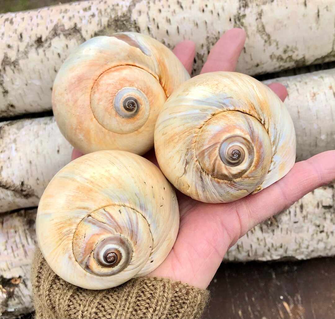 5 APRICOT & SAPPHIRE BLUE Large Northern Moon Snail Shells, Colorful ...