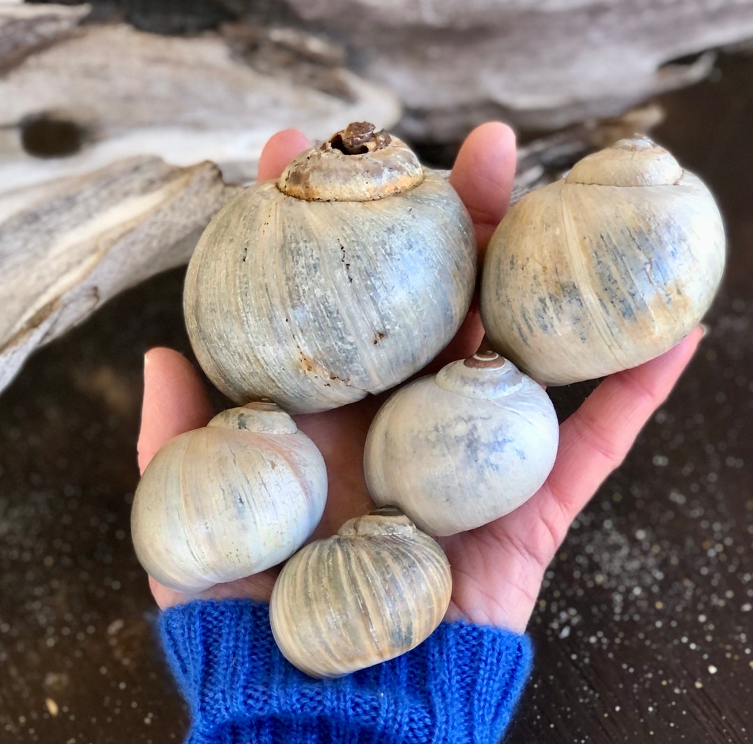 5 BLUE BREATHTAKING Northern Moon Snail Shells, Five Colorful Mega Moon ...