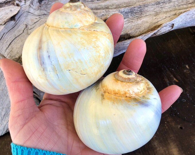 2 DUSKY BLUE & WHITE Jumbo/xl Northern Moon Snail Shells, 1 Jumbo 1 ...