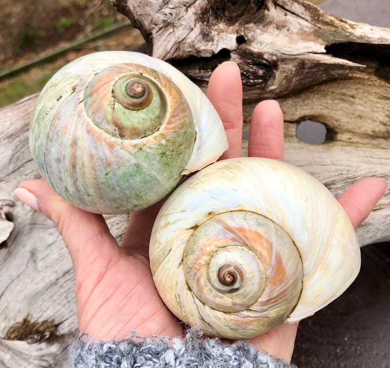 SET OF TWO Jumbo & Extra Large Northern Moon Snail Shells, Colorful ...