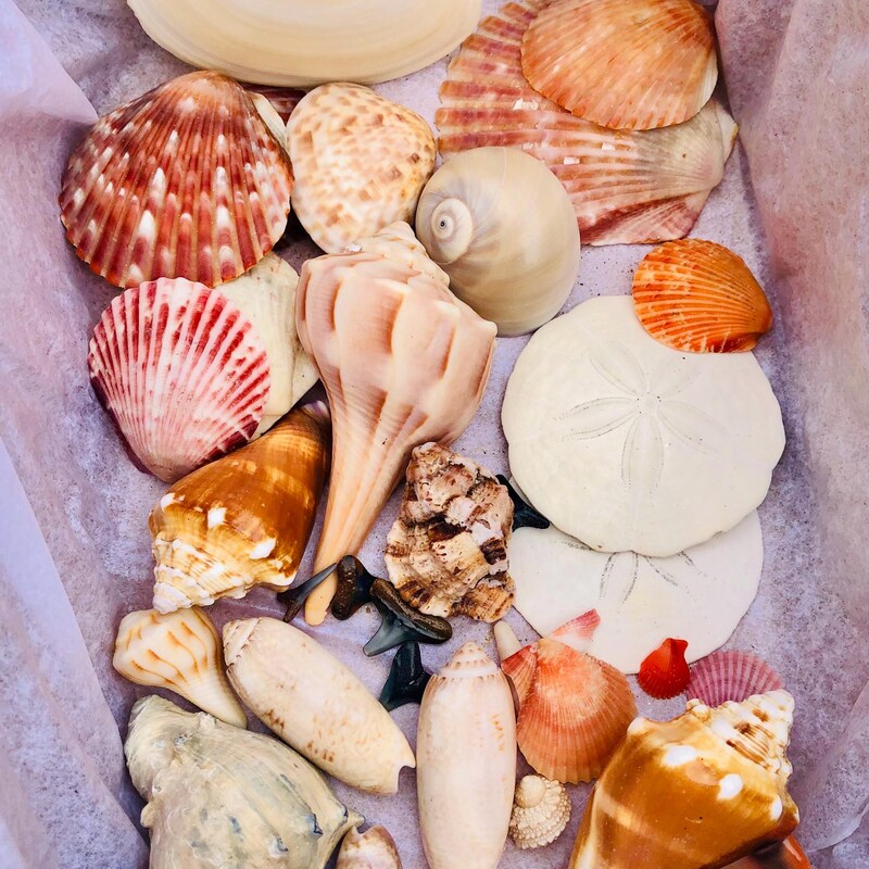 Bulk Seashells - Etsy