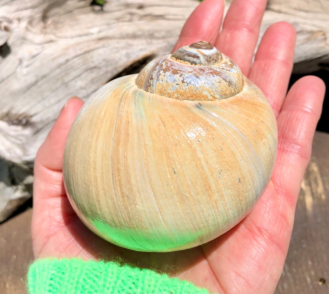 APRICOT & SAPPHIRE Jumbo-sized Northern Moon Snail Shell, Colorful ...