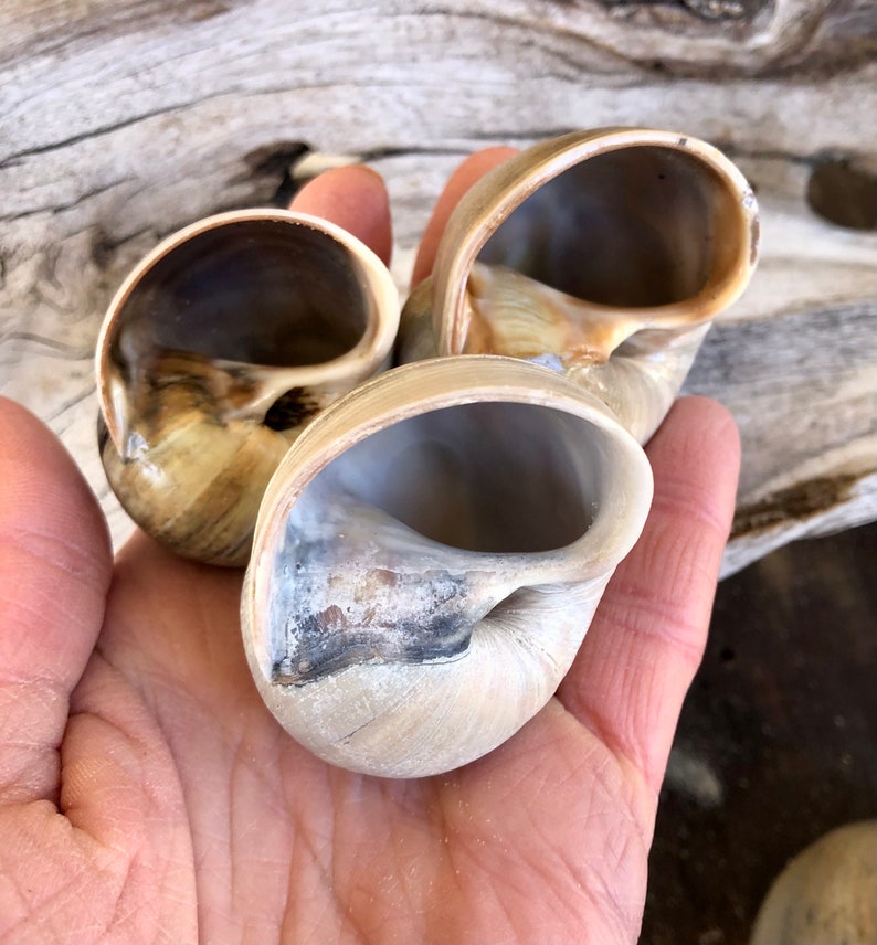 5 BLUE BREATHTAKING Northern Moon Snail Shells, Five Colorful Mega Moon ...