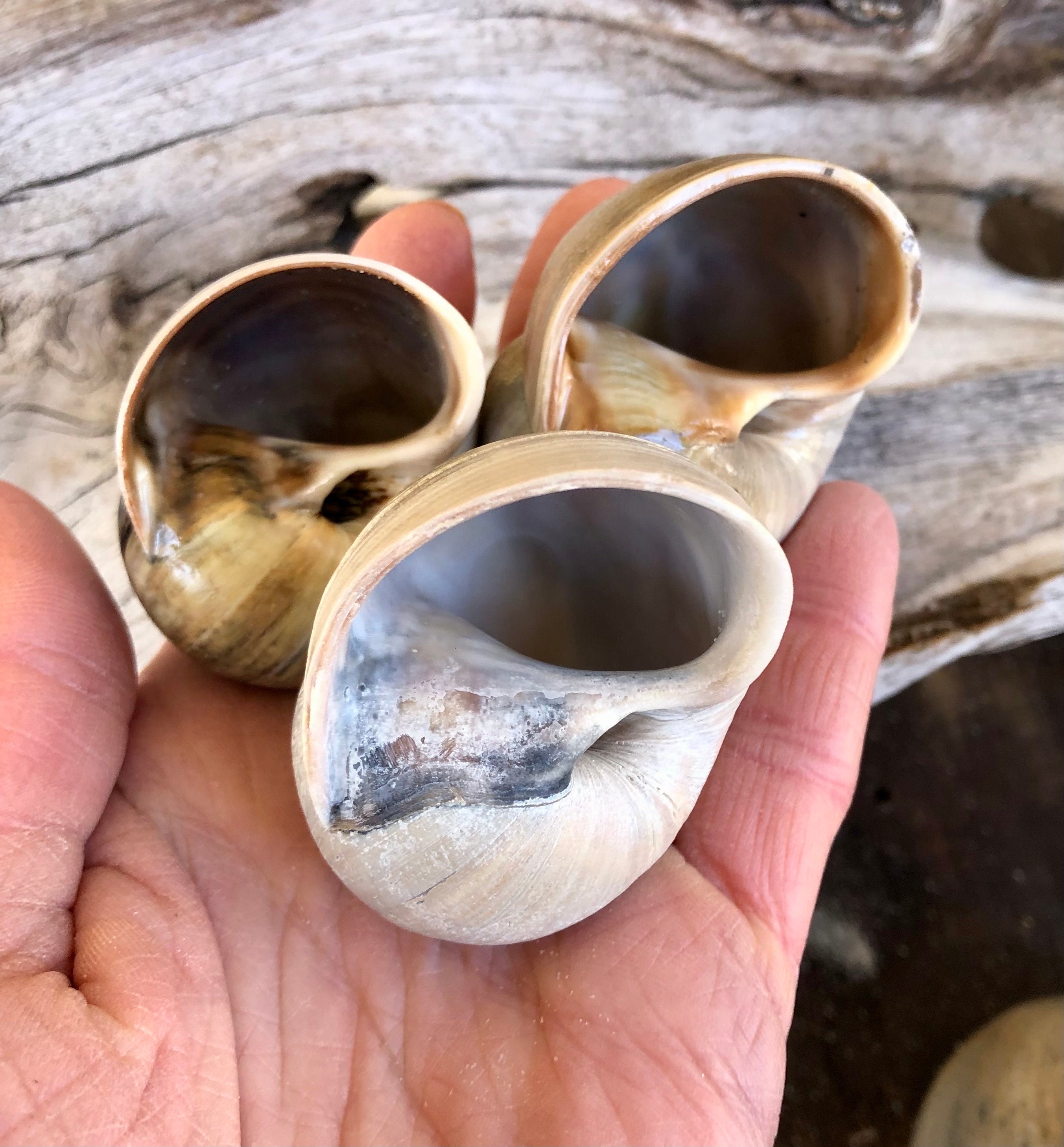 5 BLUE BREATHTAKING Northern Moon Snail Shells, Five Colorful Mega Moon ...