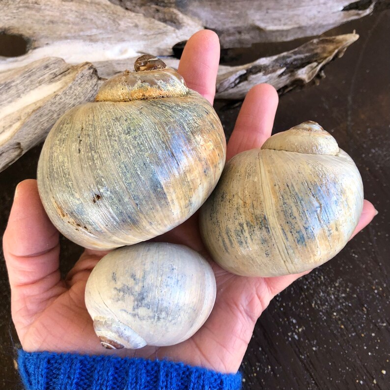 5 BLUE BREATHTAKING Northern Moon Snail Shells, Five Colorful Mega Moon ...