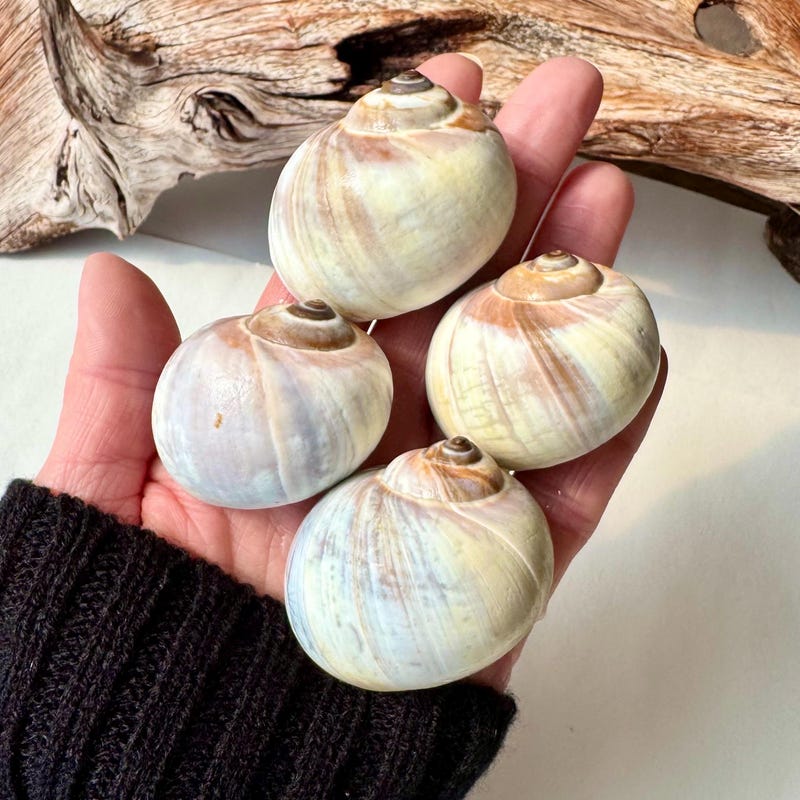 BaysideBeachShells - Etsy