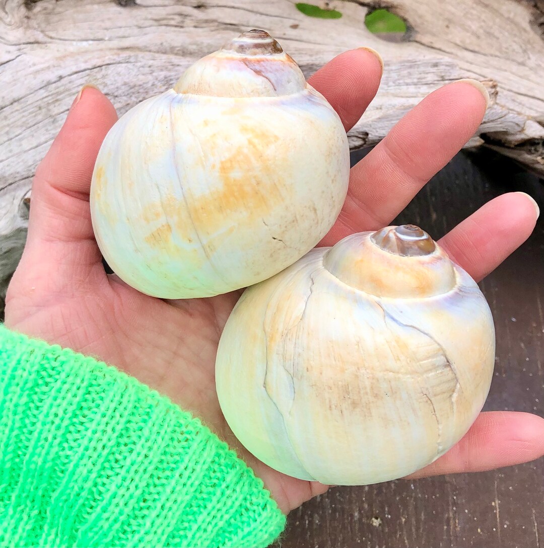 2 DUSKY BLUE & WHITE Extra Large Northern Moon Snail Shells, Large ...