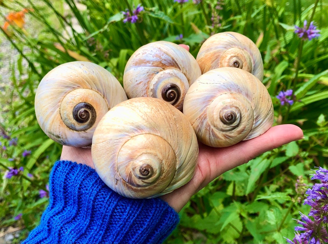 5 WARM SAND & ORCHID Large Northern Moon Snail Shells, Five Colorful ...