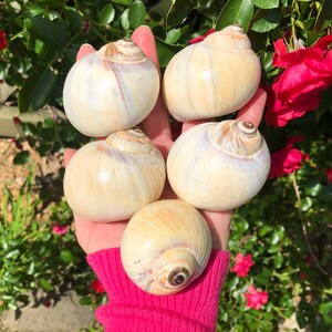 5 PLUM & LIGHT TOFFEE Northern Moon Snail Shells, Five Colorful Medium ...