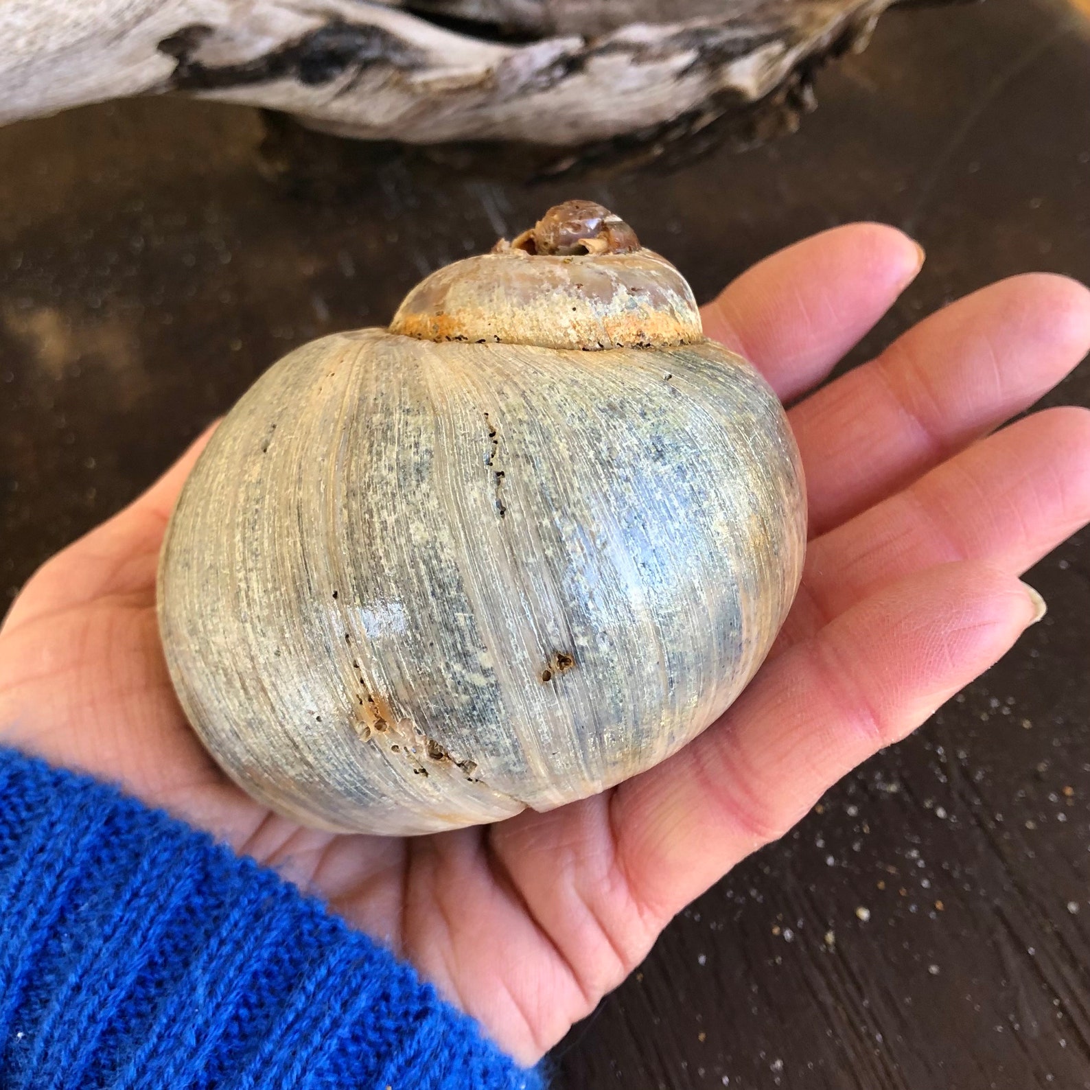 5 BLUE BREATHTAKING Northern Moon Snail Shells, Five Colorful Mega Moon ...