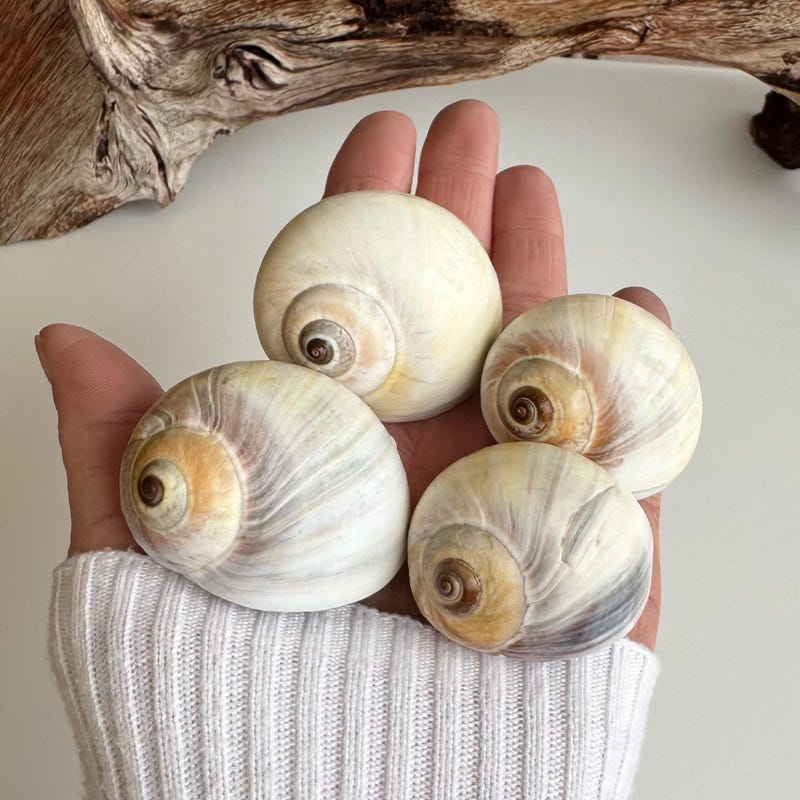 BaysideBeachShells - Etsy
