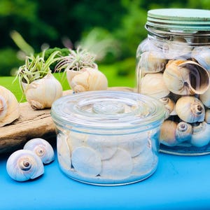 3 SPOTTED DARK PEACH Large Northern Moon Snail Shells, Colorful ...
