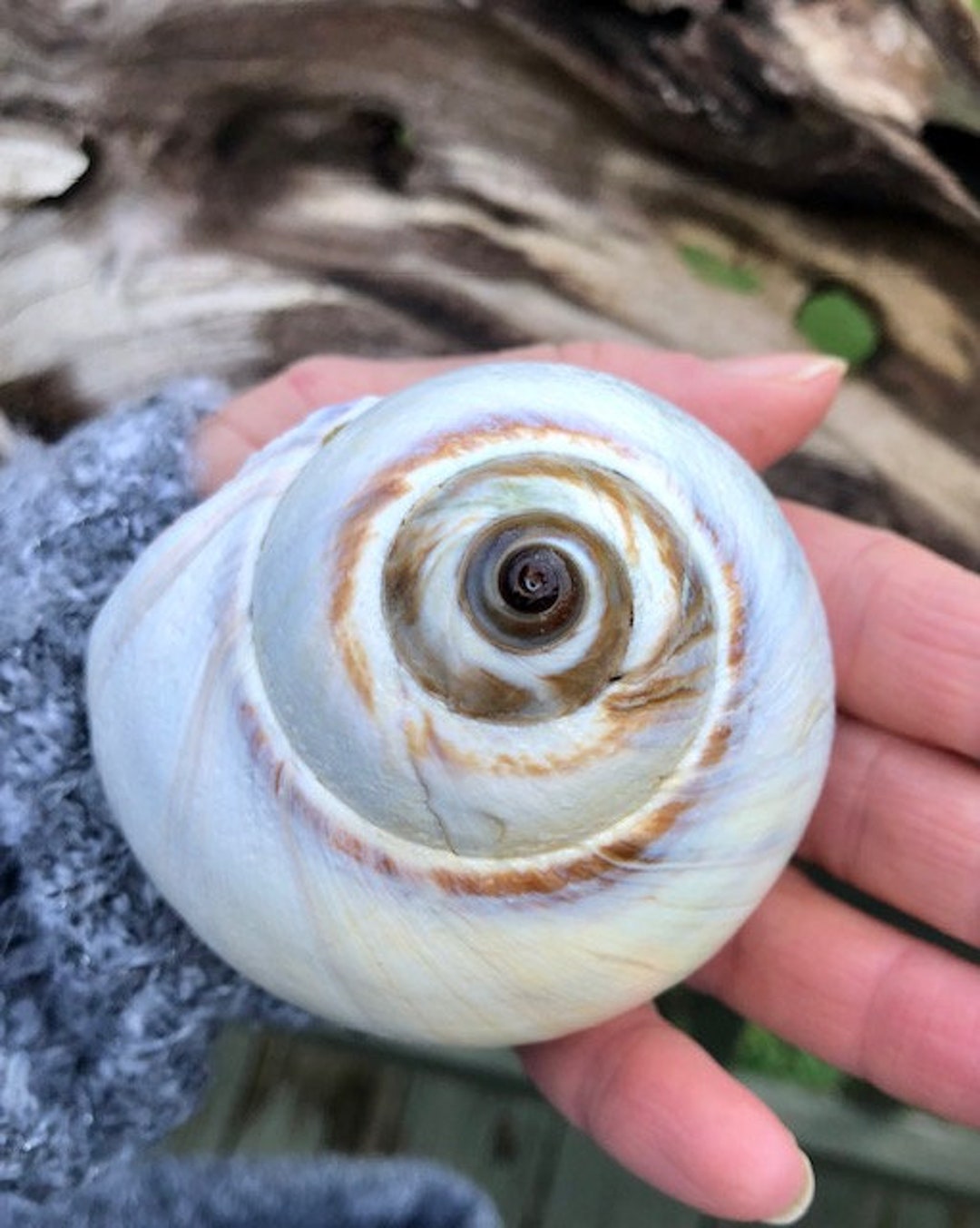 JUMBO Moon Shell Moon Snail Shell Air Plant Planter - Etsy