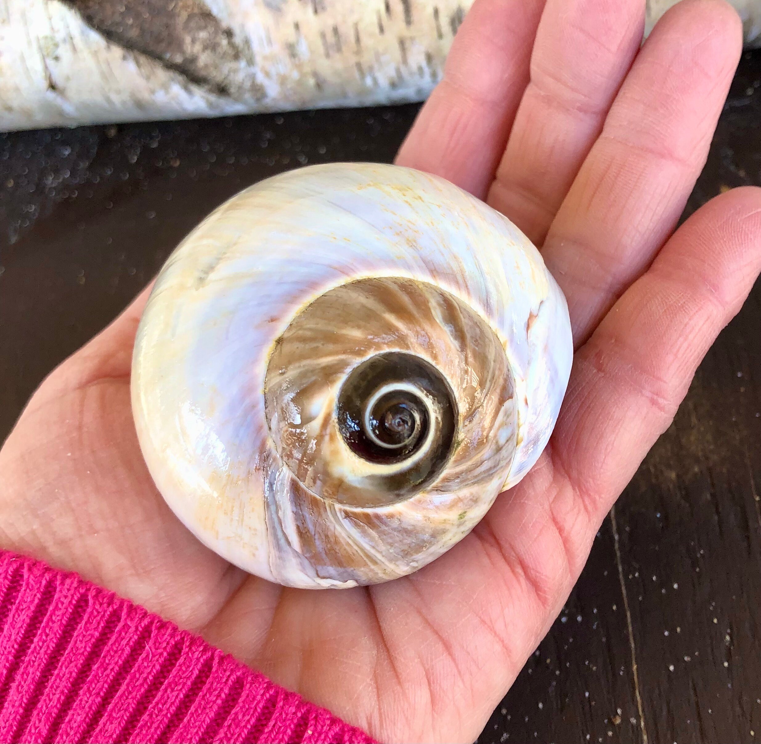 4 VANILLA & COTTON CANDY Northern Moon Snail Shells, Four Colorful Mega ...