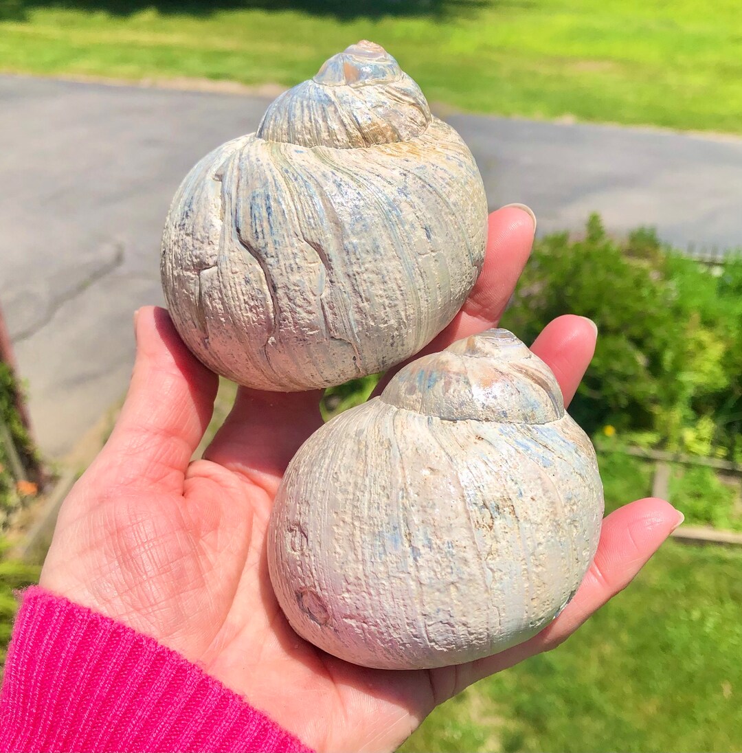 2 STEELY BLUE GRAY Jumbo/extra Large Moon Snail Shells, Two Enormous ...